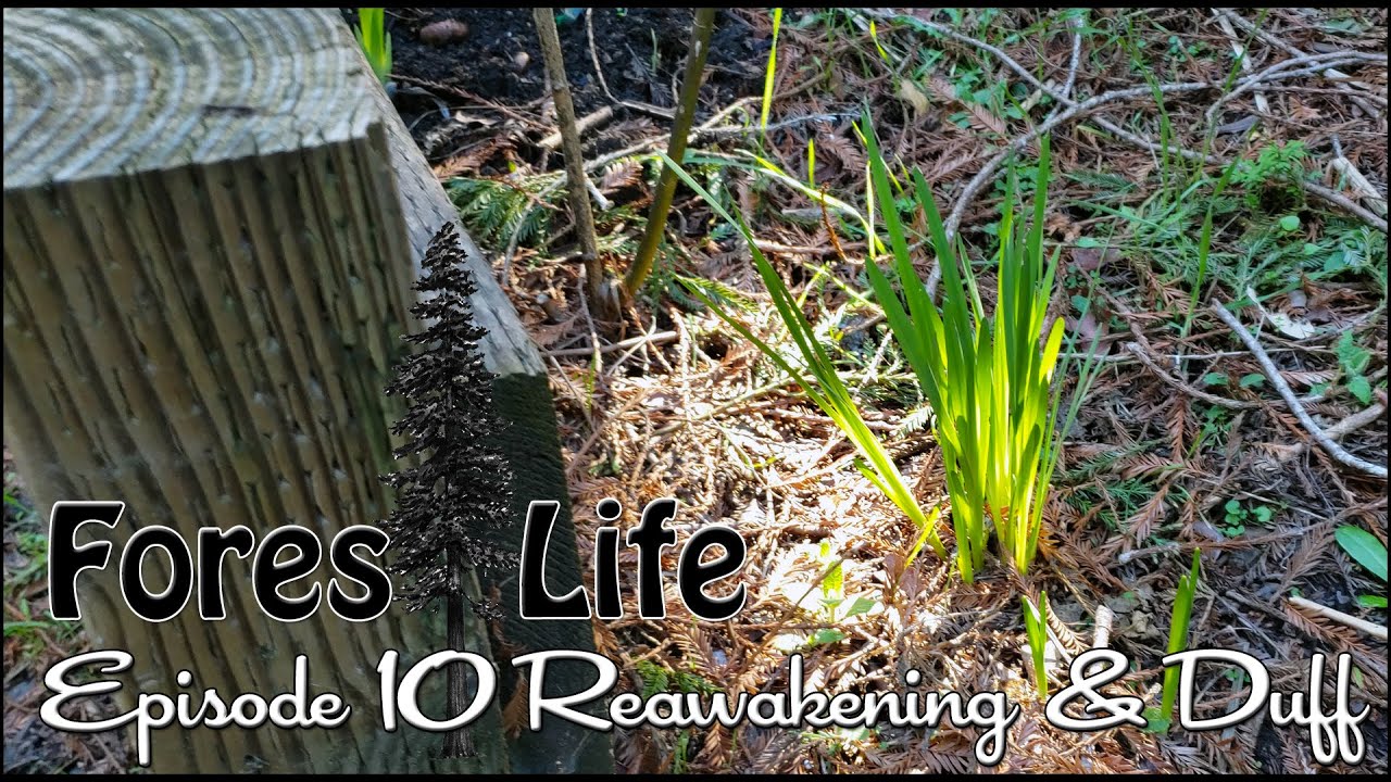 FOREST LIFE Episode 10 SPRING REAWAKENING & DUFF - Day 18,803 - YouTube