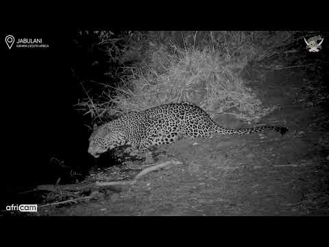 Duiker Leaves, Leopard Arrives At Jabulani