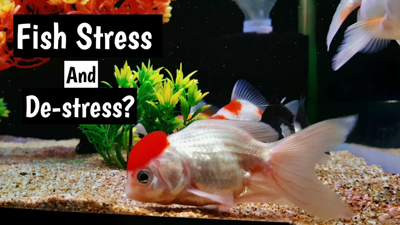 What is Fish Stress? | How to reduce stress in aquarium fish | How to ...
