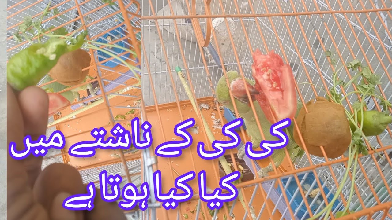 Breakfast||Kiki|| What do you eat for breakfast? - YouTube