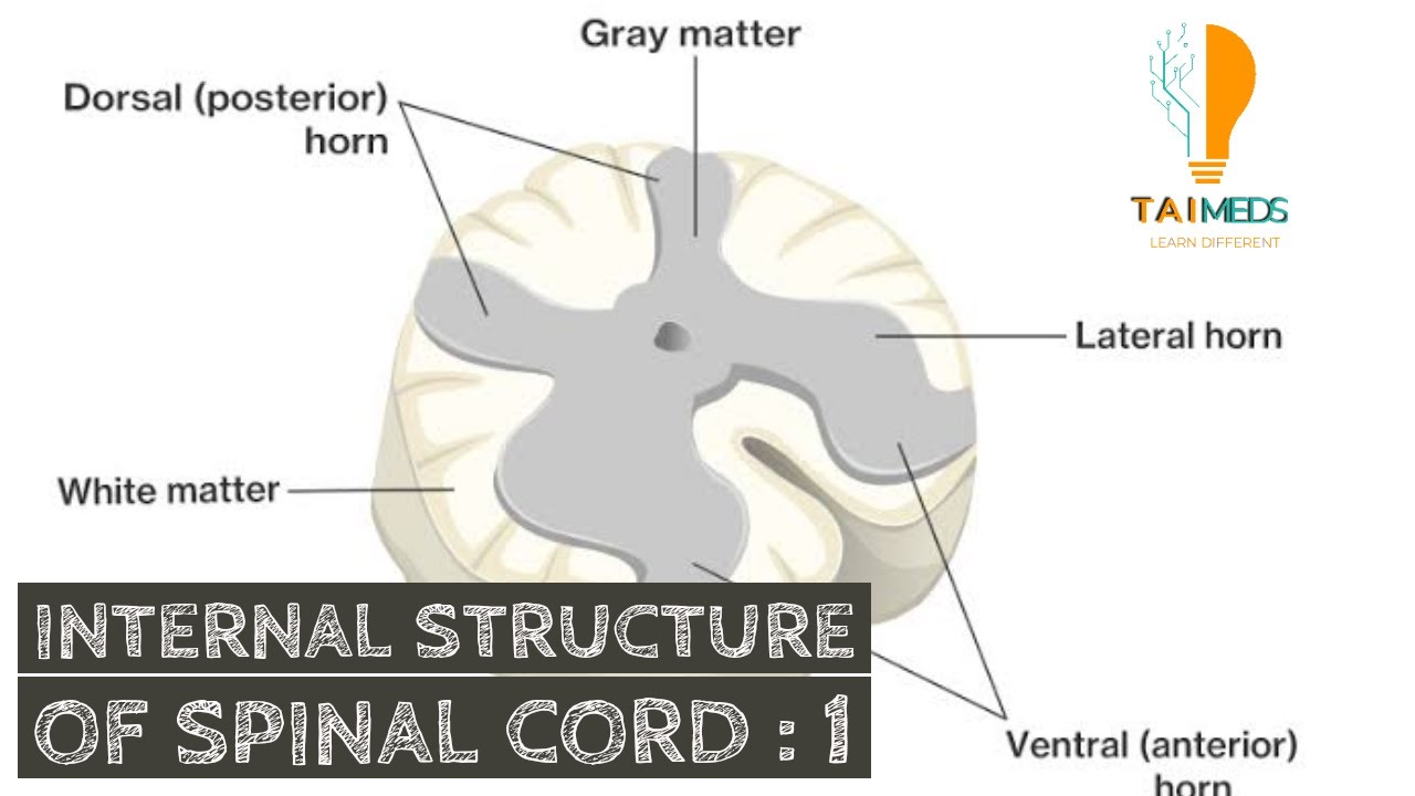 Spinal cord 2: Internal Structure of Spinal Cord part 1- Gray Matter ...