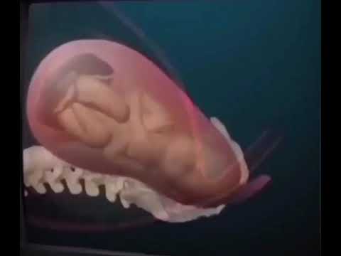 Normal doğum (animasyon)