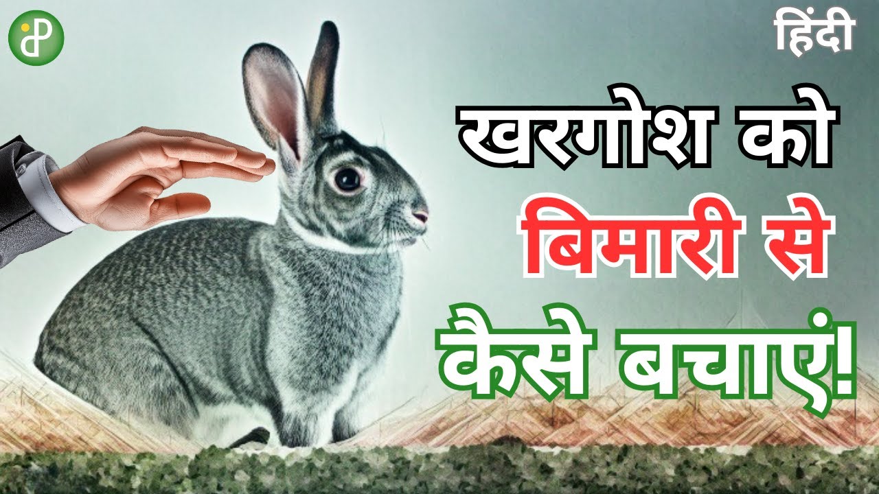 Common Rabbit Health Issues & How to Prevent Them | खरगोश की आम बीमारी ...