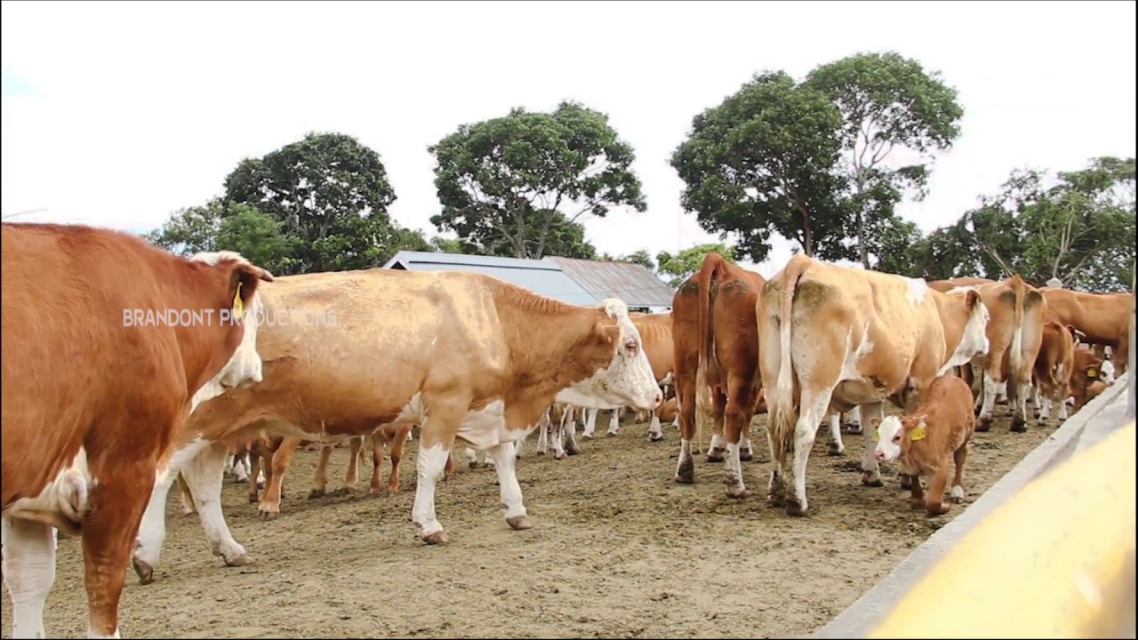 Sapi Gemuk Alami dalam Waktu Singkat: Pelajari Triknya! - Arena Techno