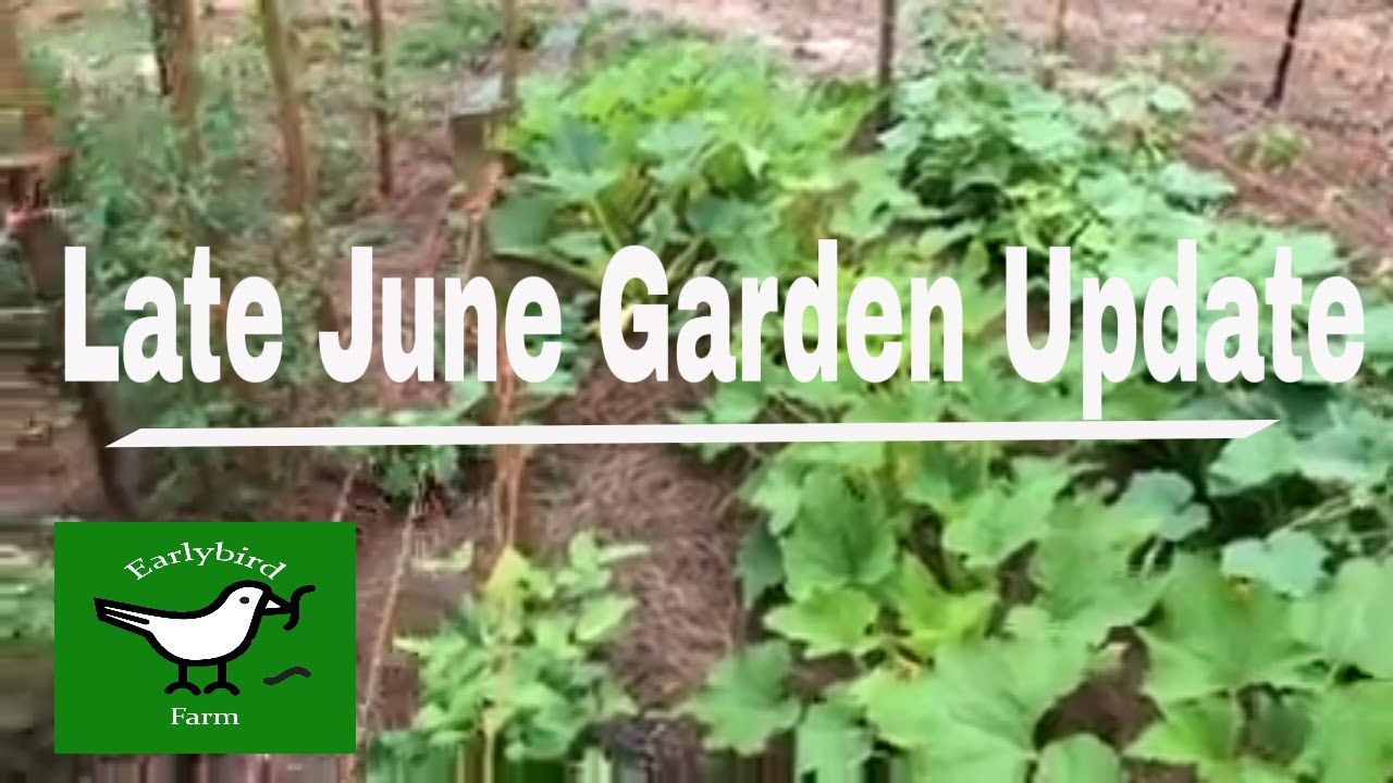 Late June Garden Update - YouTube