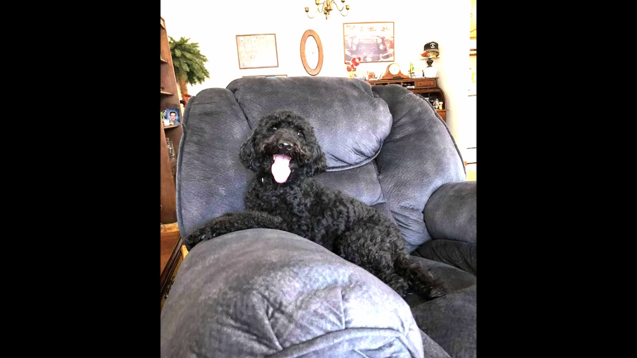 Scruffy - Cockapoo for adoption in Fond du Lac WI - YouTube