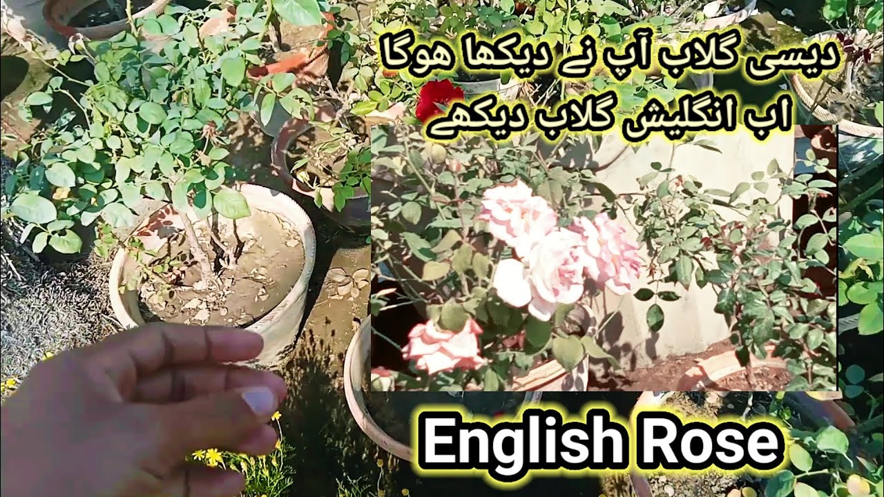 English Ghulab: The Rose that Blooms in Every Heart" | English Rose ...