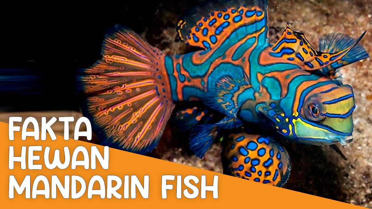 MANDARIN FISH, IKAN EKSOTIS PENGHUNI KARANG #faktahewanunik # ...