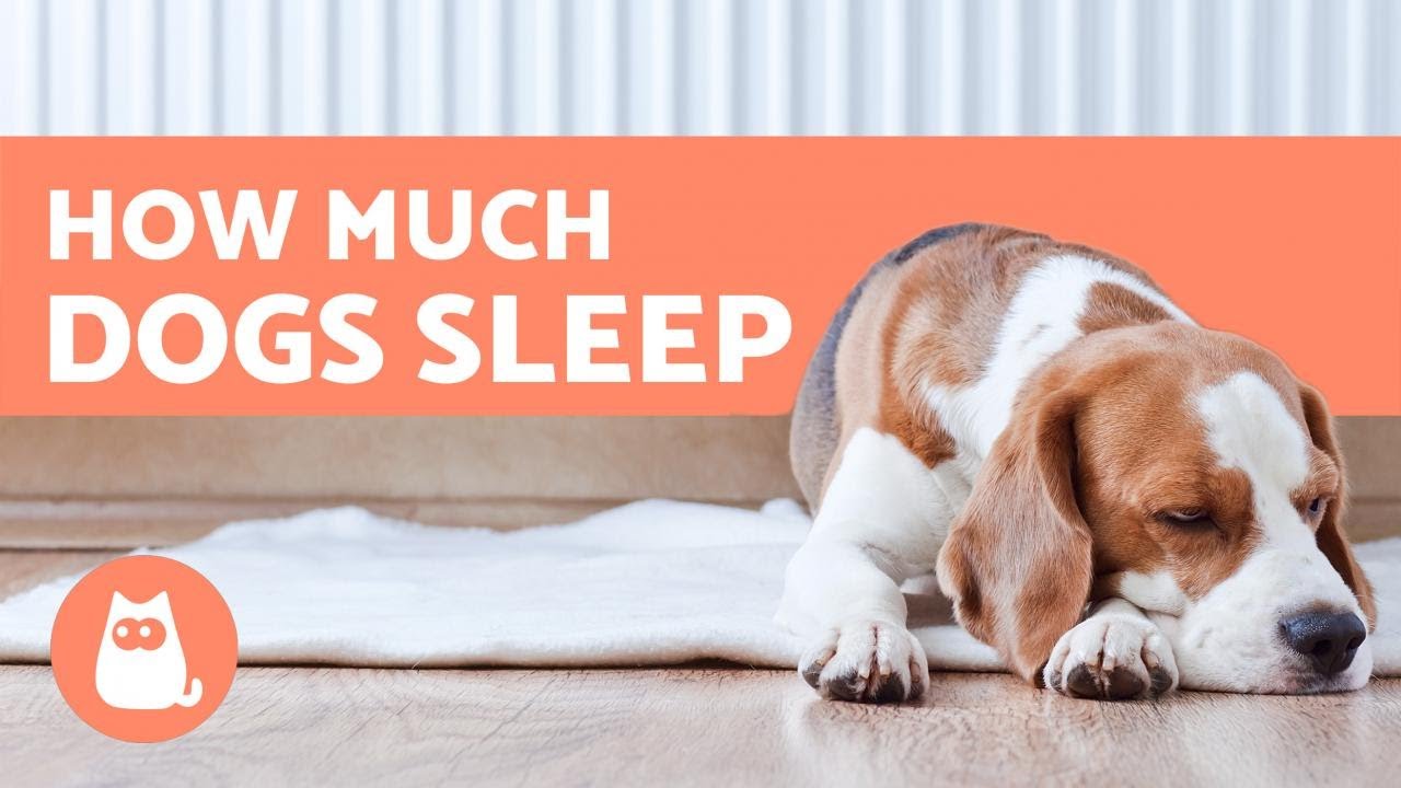 How Much Sleep Does A 1 Year Old Dog Need Updated September 2022 Wikidoggia how-much-sleep-does-a-1-year-old-dog-need-updated-september-2022-wikidoggia