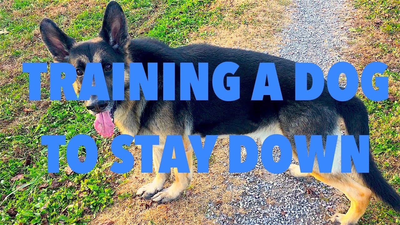 Training a Dog to Stay Down without Chain or Leash - YouTube