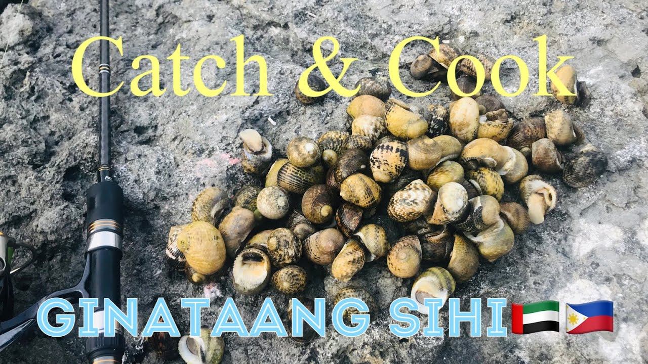 How to cook spicy ginataang Sihi shells | Catch & Cook VicenTV🇦🇪🇵🇭 ...