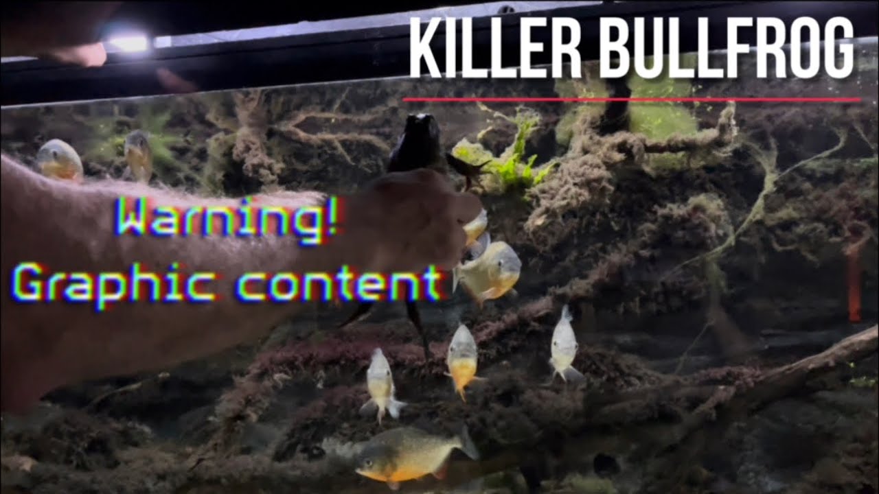 BULLFROG devoured a ducking, then became dinner for the PIRANHAS ...