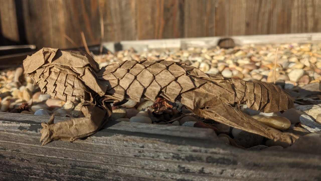 Origami Bearded Dragon - YouTube