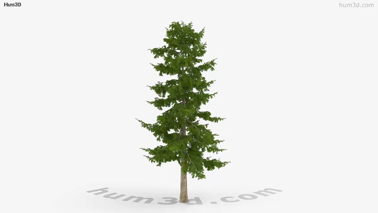 Cedar Tree 3D model by 3DModels.org - YouTube