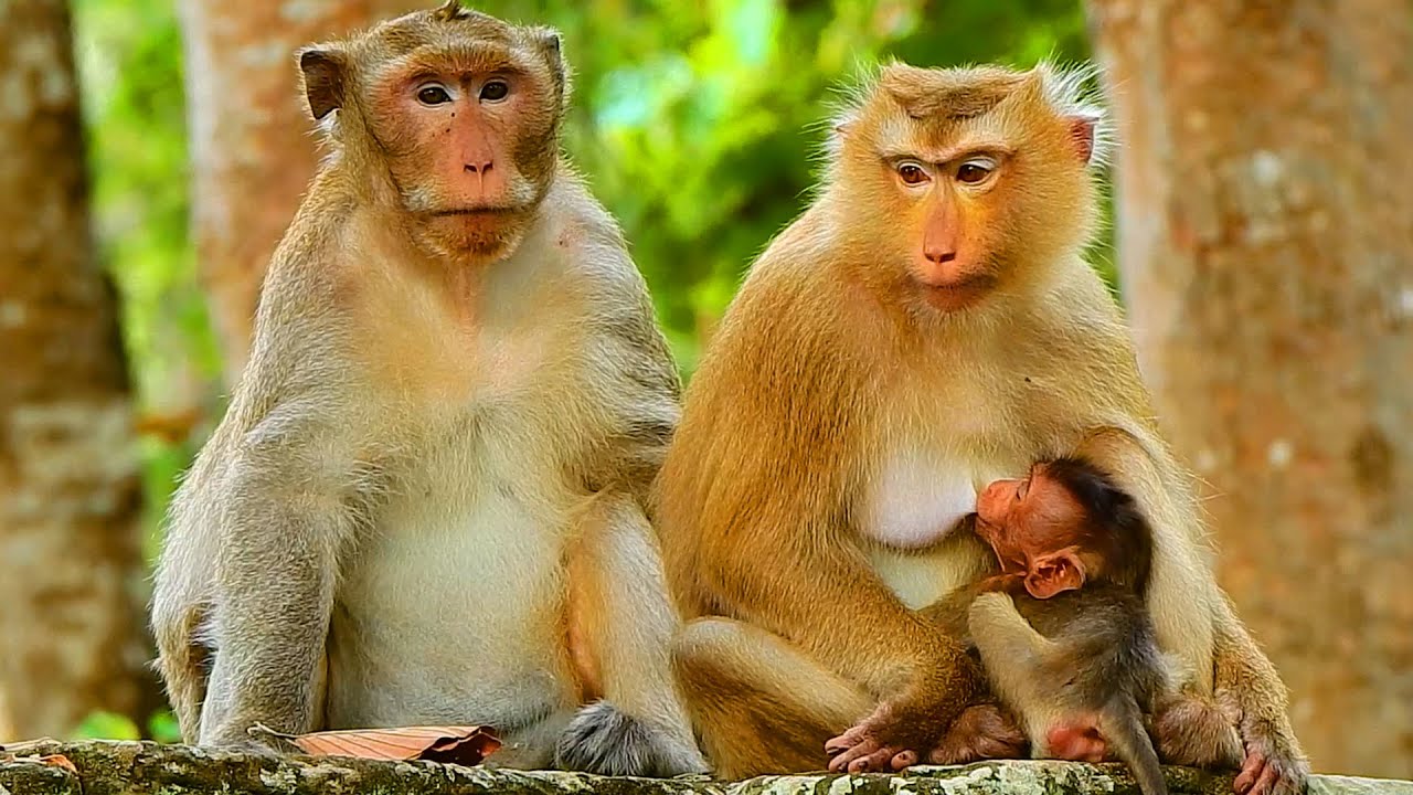 THE BEST OCCASIONALLY! ROSE MONKEY HAS A GREAT TIME WITH MAC MONKEY BY ...