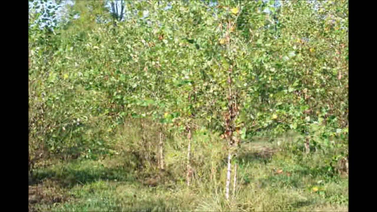 Greatest Birch Trees Heritage® River Birch (Multi-Branch) Betula nigra ...