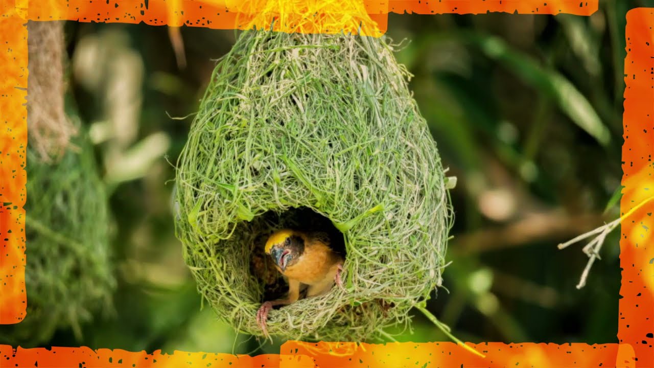 Pasarea Tesator este un expert arhitect - Super Curios - YouTube