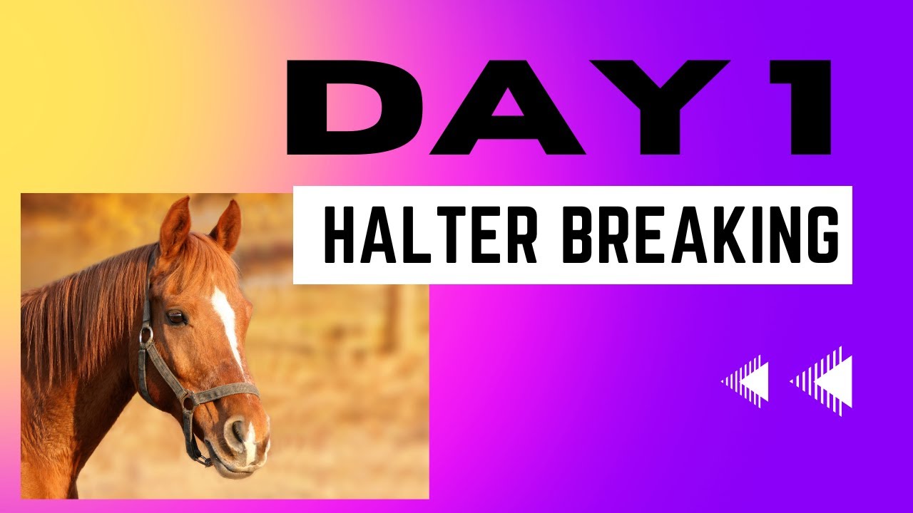 Halter breaking a wild horse! - YouTube