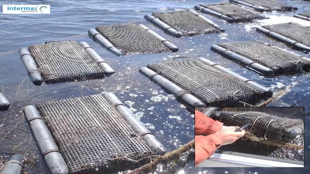 Poche / Grow-Out Equipment Oyster Bags / Oyster Bags - YouTube