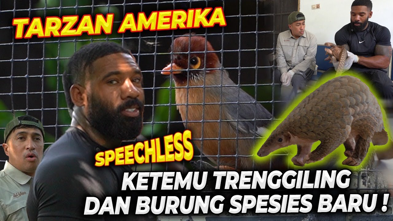 TARZAN ᴜꜱ CINTA INDONESIA!! - YouTube