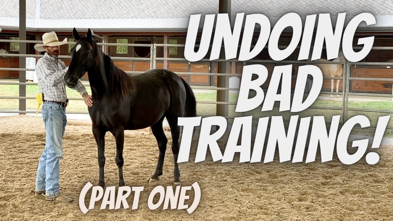 Undoing Bad Horse Training | (Part One) | Walking Horses - YouTube