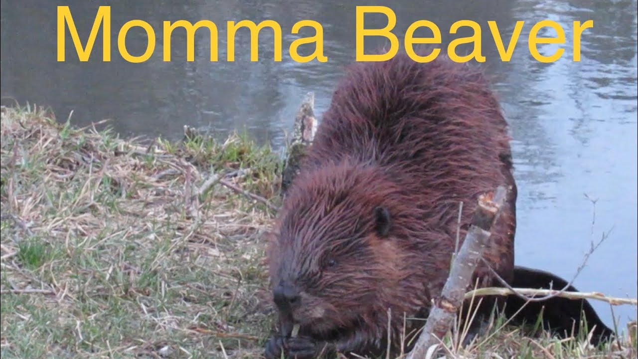 Momma Beaver Makes Her First Pond Appearance of 2022 - YouTube