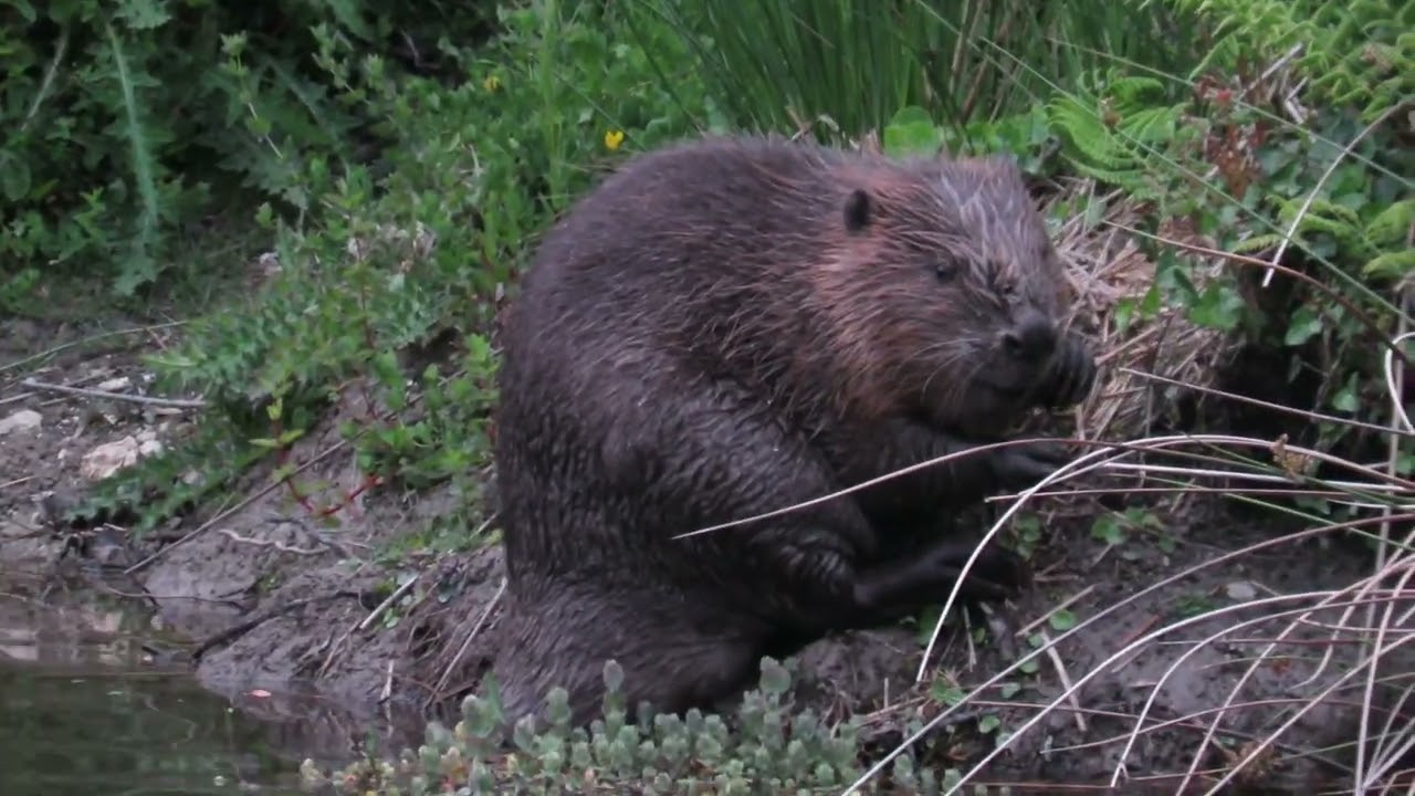 Beavers June 2022 - YouTube