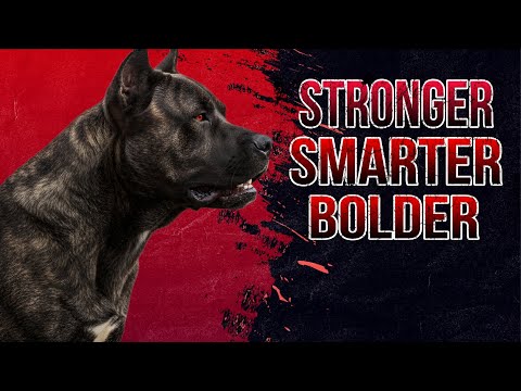 What Makes the Presa Canario Different from Other Mastiff Breeds?