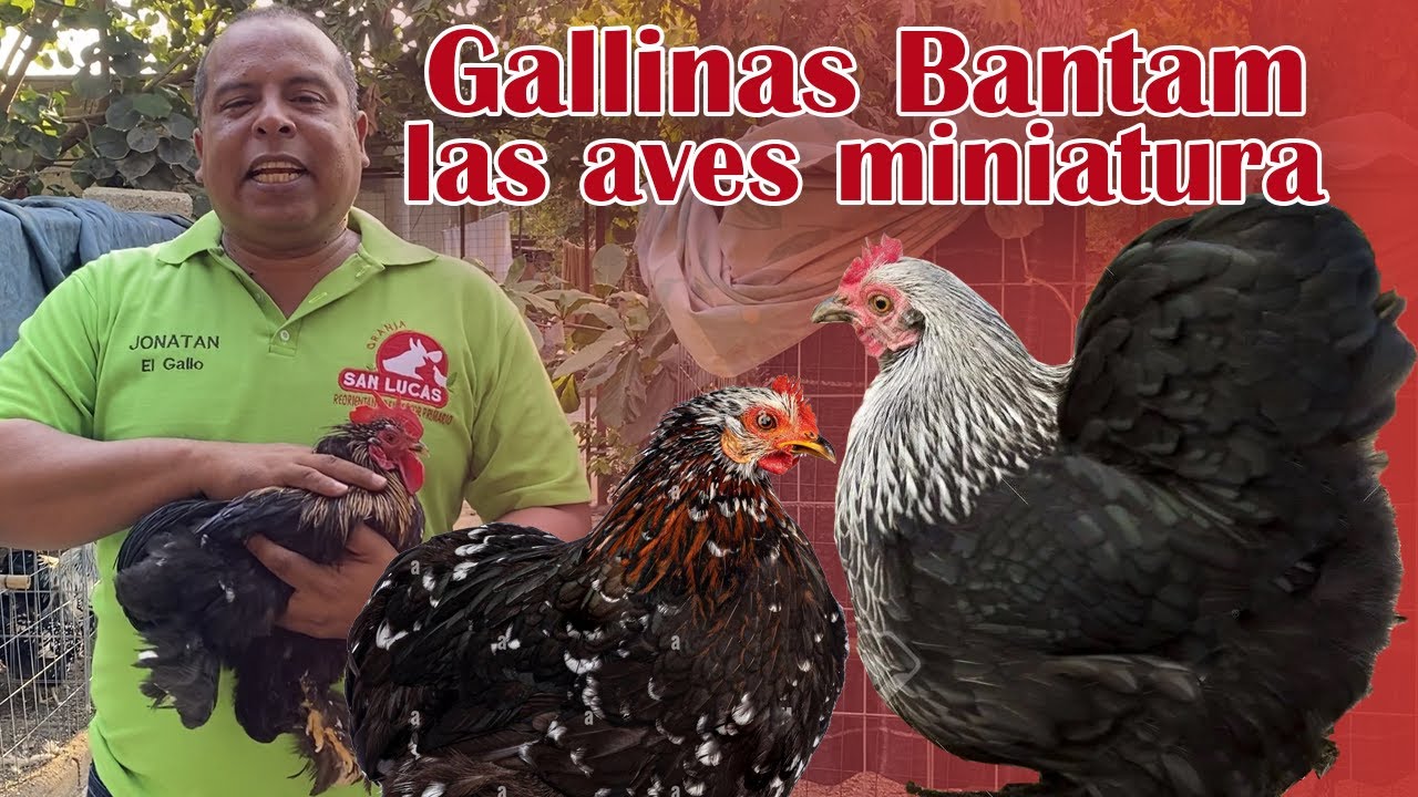 Razas De Gallos Miniatura Gallos Kikirikis Habanero | MercadoLibre