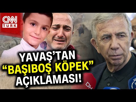 Ankara'da Başıboş Köpek Saldırısı... Mansur Yavaş'tan Açıklama #Haber