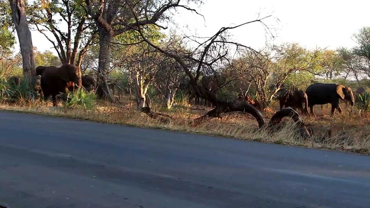 Elephants near Shingwedzi in Kruger Park October 2013 #2 = elliesKruger ...