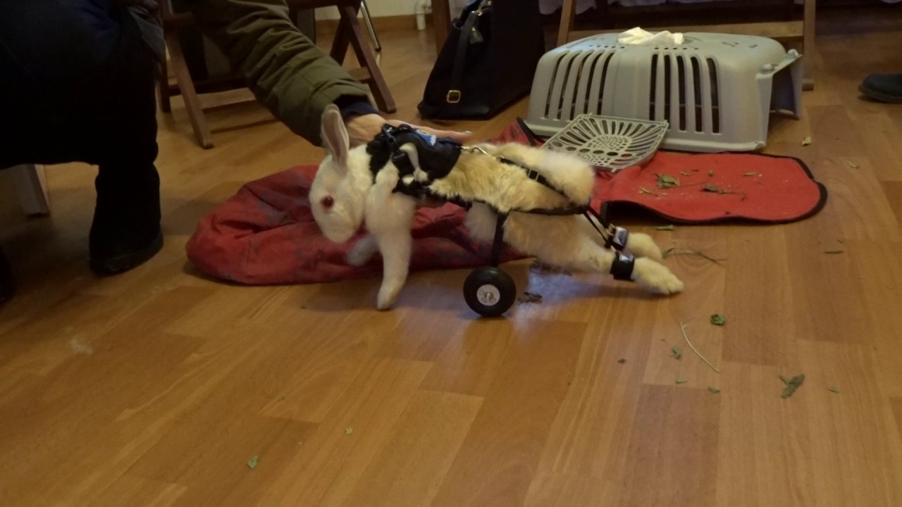 Wózek inwalidzki dla królika ADMIRAŁ / Wheelchair for rabbit Admiral ...