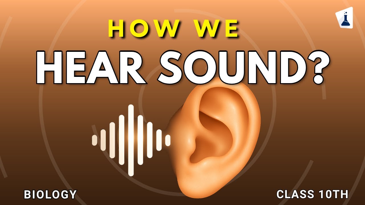 How we hear sound | Human ear in 3D | Class 10 Biology - YouTube