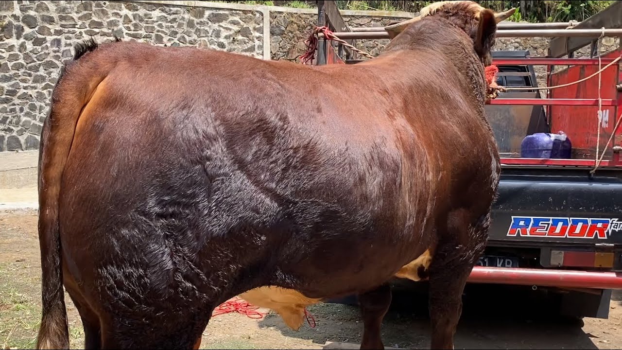 BEDOR KEMBALI MENEMUKAN SAPI YANG SANGAT BERKUWALITAS ️🔥🔥🔥 - YouTube