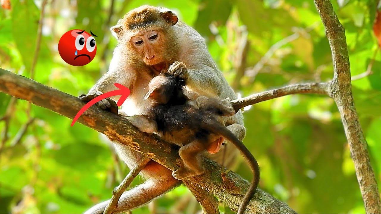 Monkey mom Lony weaning her baby..| Poor baby monkey look very hungry ...