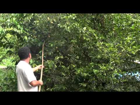 Webb James - bacchiatura noce