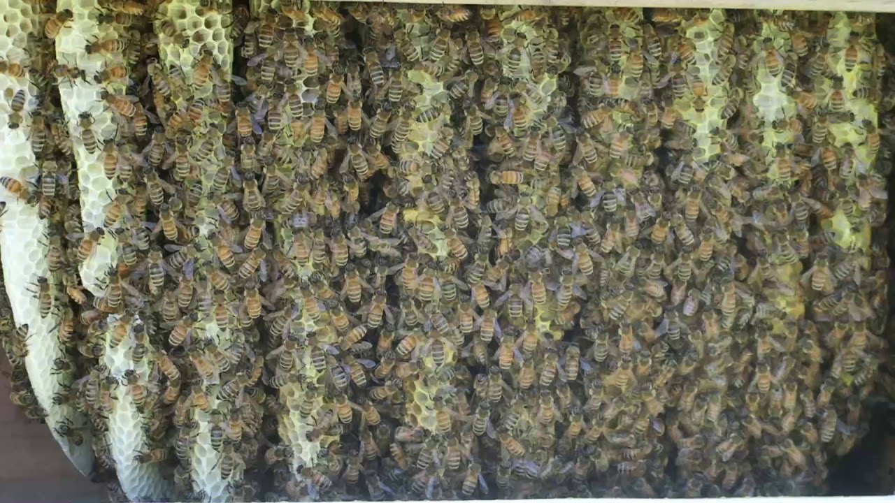 Top bar bee hive with more combs - YouTube