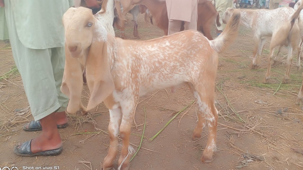 pure makhi chanay bakray 03410421457Arslan goats foram Sahiwal - YouTube