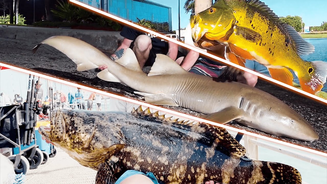 Hand FEEDING Aggressive TARPON In Florida | Recap - Palm Beach Finale ...