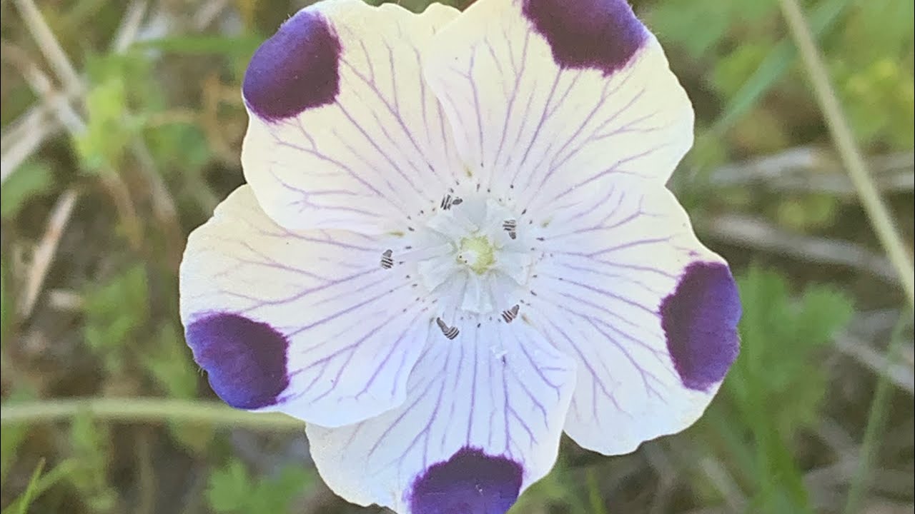 Five Spot Flower How To Grow Nemophila Maculata | EarthOne