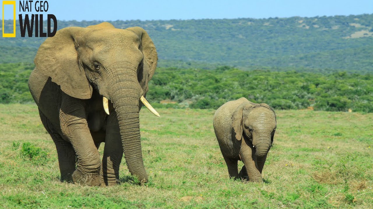 Life of Elephants National Geographic Documentary HD 2020 - YouTube