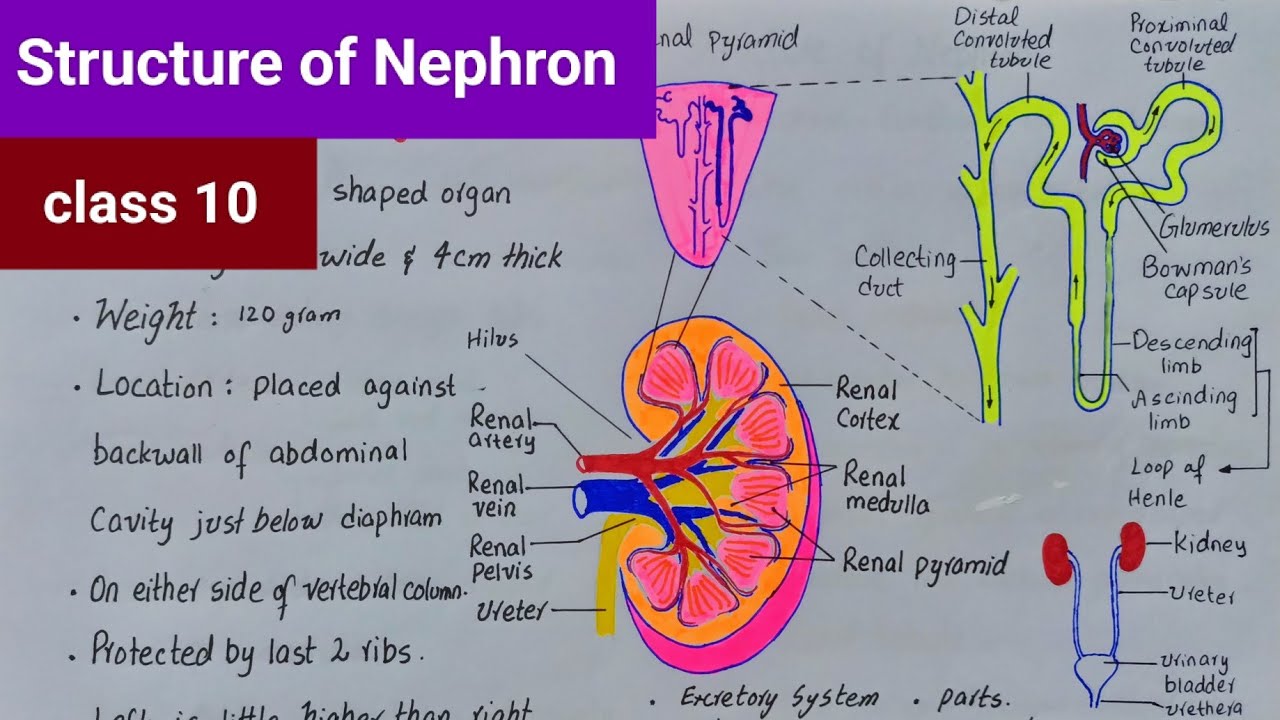 Structure of nephron | Urinary system of human | class 10 - YouTube