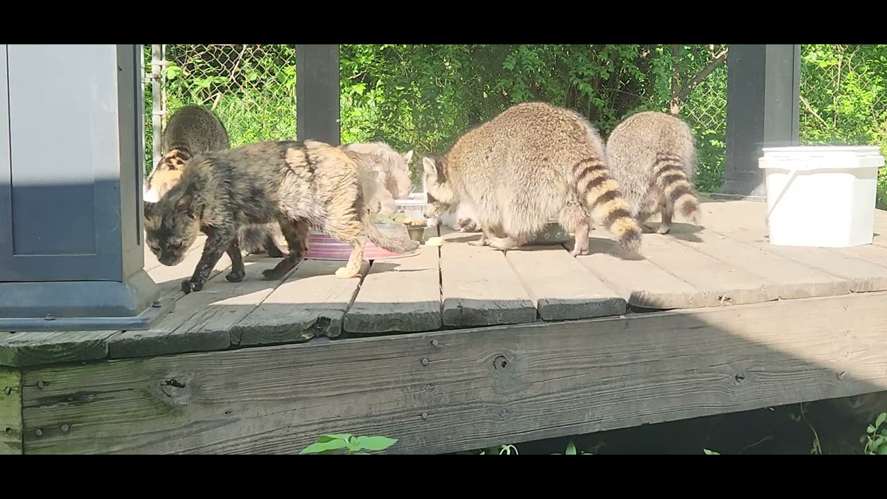 Monday night, dinner frenzy. - YouTube