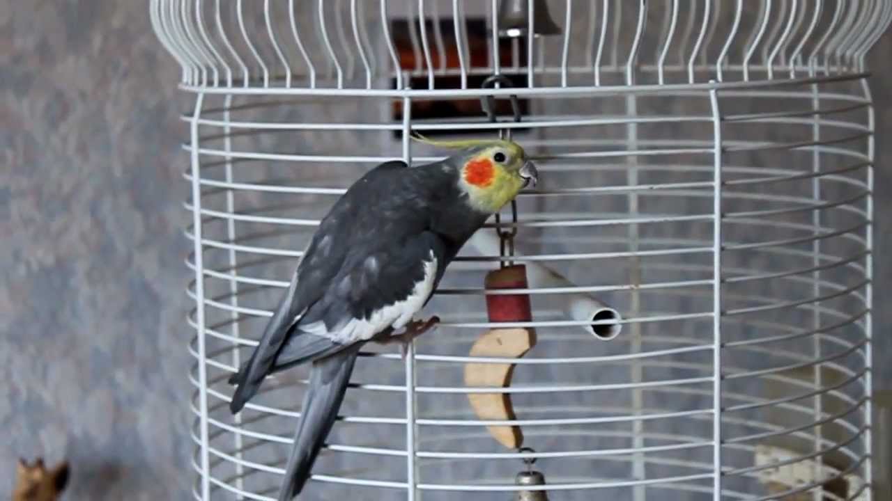Cockatiel whistling 'Half a Pound of Tuppenny Rice' - YouTube