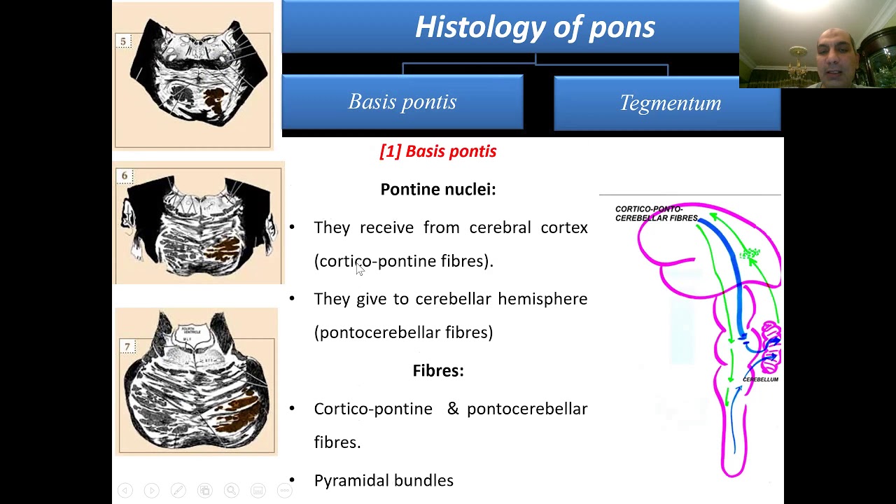 Histology of pons (Histology5) - YouTube
