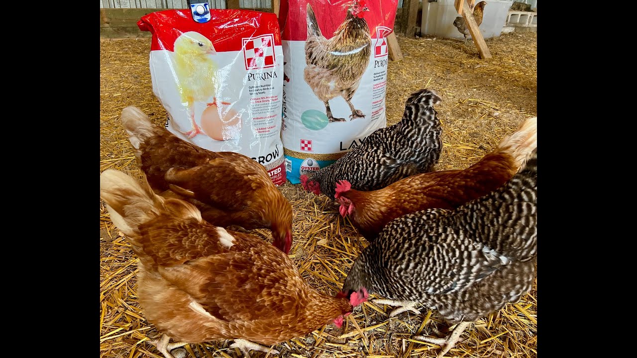 When To Switch Chickens From Starter Feed To Layer Feed - YouTube
