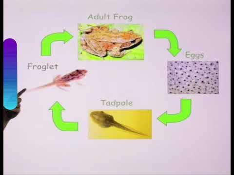 Life Cycles .Complete & Incomplete Metamorphosis. Lesson Explained ...