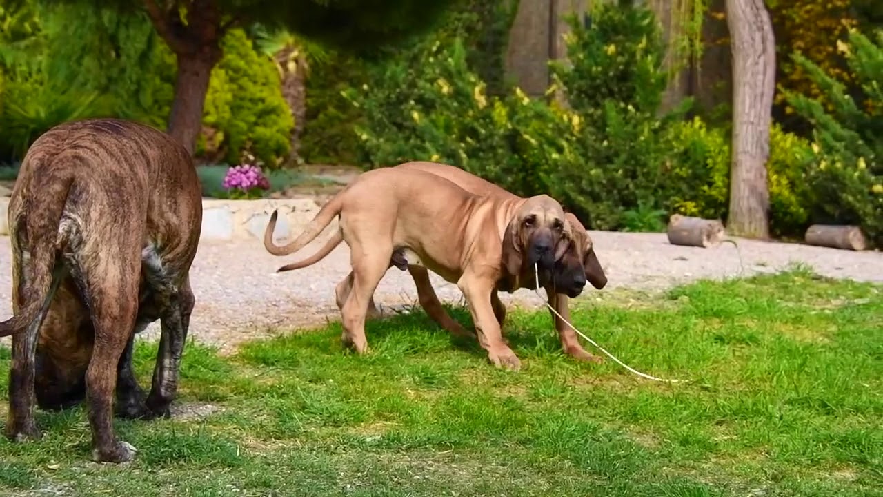puppies Fila Brasileiro - male 5 months old. (FOR SALE !!!) - YouTube