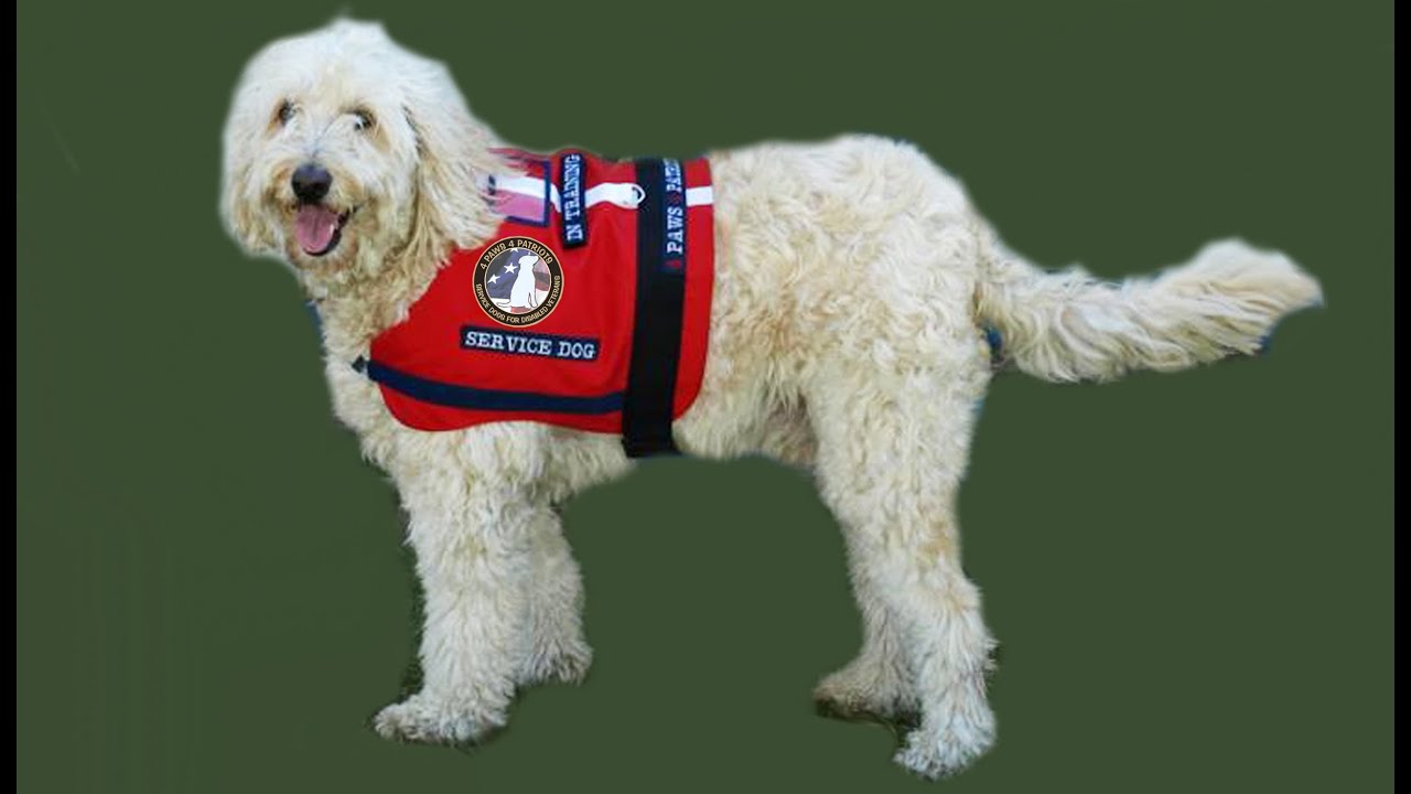 Service dog training sit down stand - YouTube