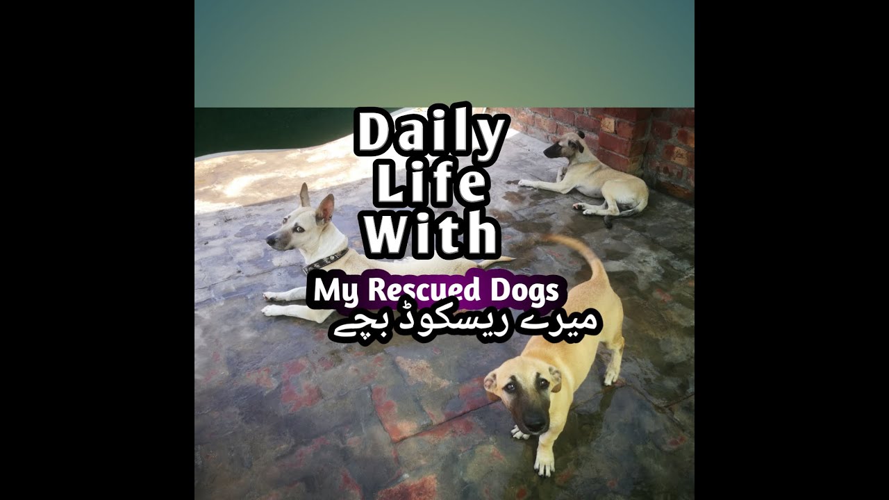 Life with My Rescued Dogs|Rescued Dogs Life|*House Vlog1 - YouTube
